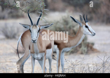Springbucks Antidorcas marsupialis in Etosha National Park Namibia ...