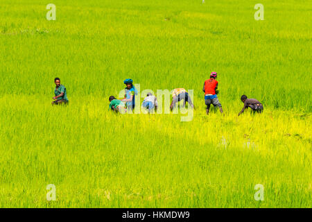 Amhara Region, farmers in the teff crop, teff, teff, millet dwarf ...