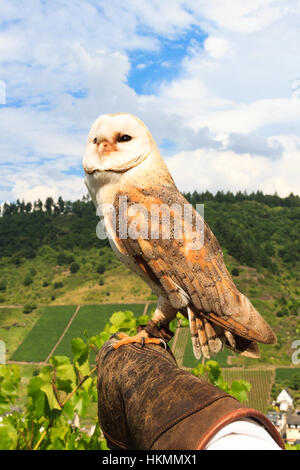 Falconry at Cochem Castle, Germany Stock Photo - Alamy