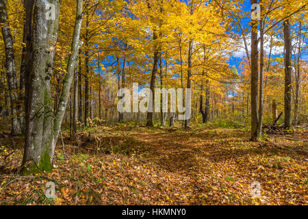 Woodland trail in northern Wisconsin Stock Photo - Alamy