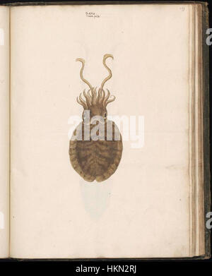 A collection of intricate sketches depicting various forms of marine ...