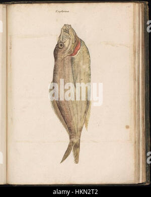 This image showcases animal drawings collected by Felix Platter, a ...