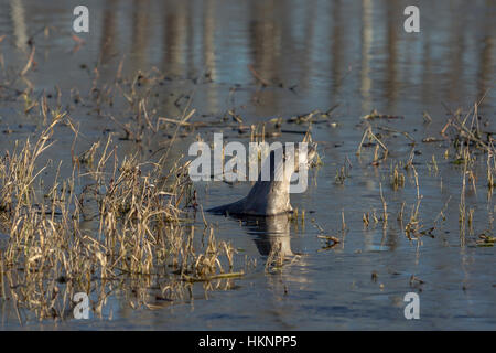 Northern river otter in Wisconsin Stock Photo - Alamy