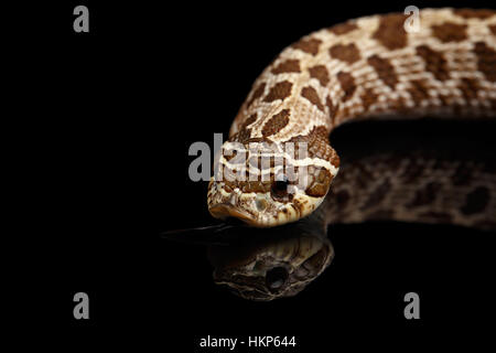 Close-up of a cute Western hognose snake (Heterodon nasicus Stock Photo ...