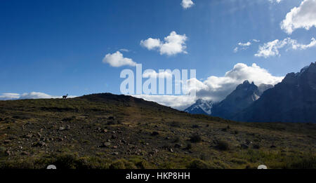 View from bus of Guanaco inside Torres del Paine National Park, Chile ...