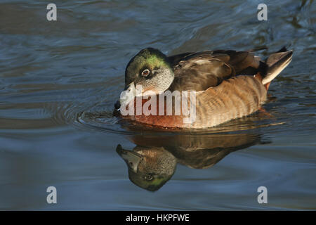 A wild cross breed Wood Duck or Carolina duck (Aix sponsa) male ...