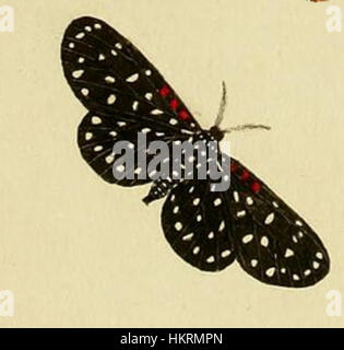 Composia credula 001 Stock Photo - Alamy