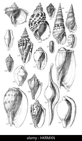 This detailed illustration from the Conchological Manual Plate 01 ...