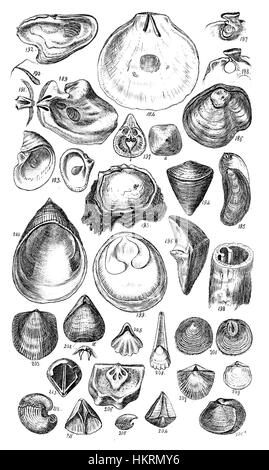 A detailed illustration from the Conchological Manual showcasing a ...