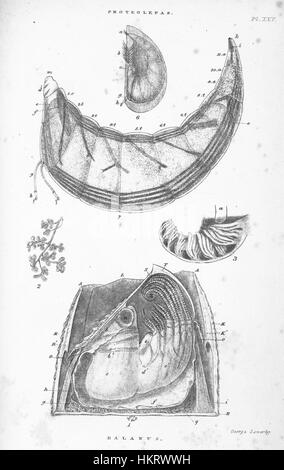 Darwin's barnacles Proteolepas and Balanus Stock Photo - Alamy