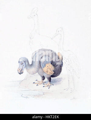 This artwork depicting the extinct Dodo bird offers a historically ...