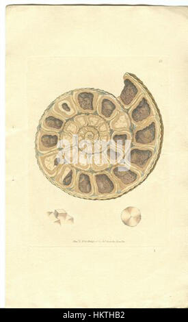 A detailed illustration of ammonite fossils, showcasing their intricate ...