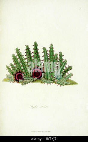 This painting by Francis Masson showcases a detailed portrait ...