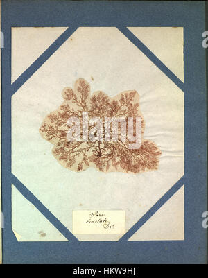 This scientific illustration depicts the marine algae species ...