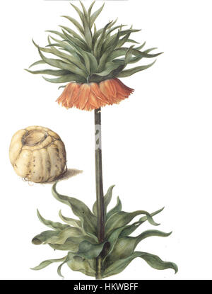 Fritillaria imperialis, also known as the crown imperial, is a large ...