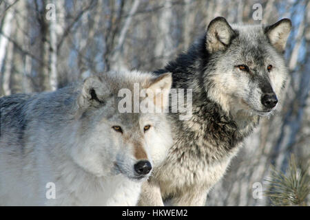 Male and female leaders of the pack, alpha wolf, Northwestern wolf ...