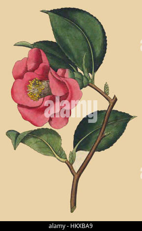 A botanical reference detailing the natural history of plants ...