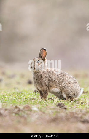European rabbit (Oryctolagus cuniculus), attentive adult, Netherlands ...