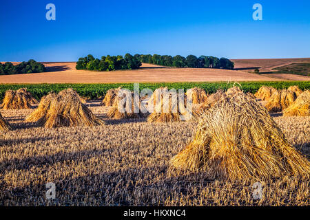 Traditional wheat stooks harvested for thatching, Coldridge, Devon ...
