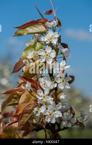 Spring white blossom of pear tree, garden with fruit trees in Betuwe ...