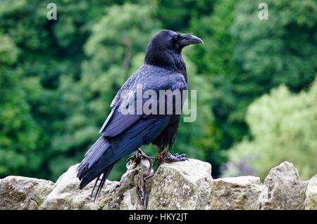 Raven perched on stone wall Stock Photo - Alamy