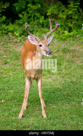 Whitetail Buck Deer with his mouth open Stock Photo - Alamy