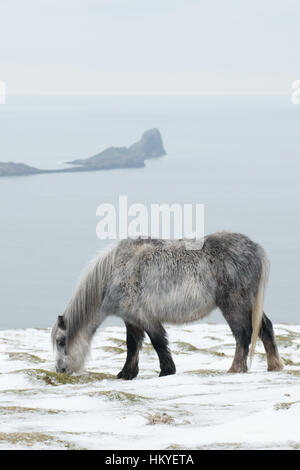 Pony, Rhossili. Gower, Wales, UK Stock Photo - Alamy