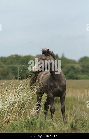 A Gower pony on Cefn Bryn on the Gower Peninsula in South Wales Stock ...