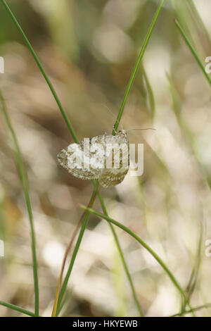 Grass rivulet moth (Perizoma albulata). British insect in the family ...