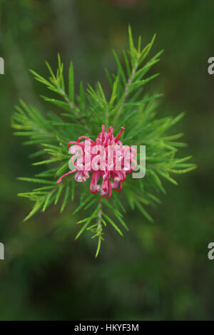 Grevillea 'Canberra Gem' Stock Photo - Alamy