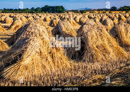 Wheat for thatching harvested in traditional stooks, Devon, England ...