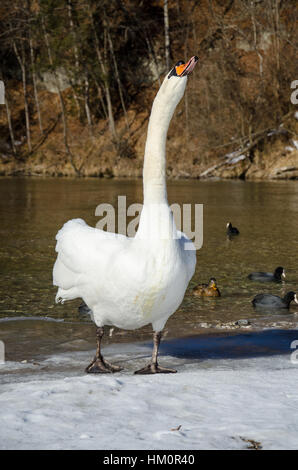 Swan on ice Stock Photo - Alamy