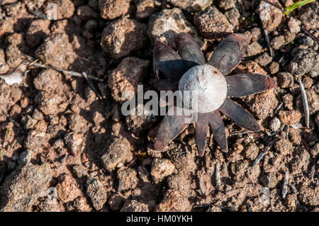 barometer earthstar (Astraeus hygrometricus Stock Photo - Alamy