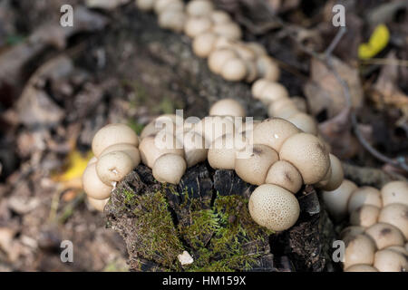 Old, dried puffballs on a log Stock Photo - Alamy