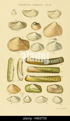 The Illustrated Index of British Shells Plate 22 showcases various ...