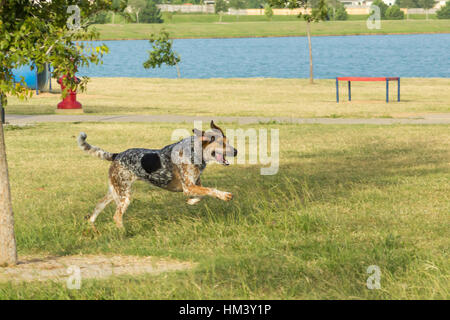 Bluetick hound treeing walker coondog mix with its eyes on an airborne ...