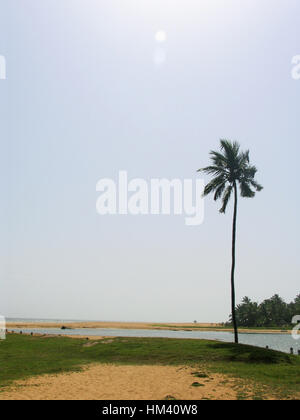 Coconut tree, Veli Tourist Village. Trivandrum , kerala, India. Veli ...