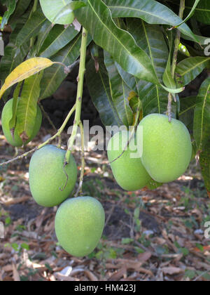 A group of hanging green raw mango on the tree close up Stock Photo - Alamy