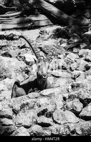 Alpine ibex or Capricorn resting Stock Photo - Alamy