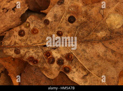 Oak leaf spangle-gall cynipid wasp, Oak common spangle gall (Neuroterus ...