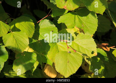 Common Lime (Tilia x europaea) close-up of bark, West Yorkshire, UK ...