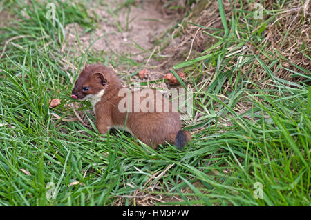 Stoat, Mustela Erminbea, Captive, Surrey, England Stock Photo - Alamy