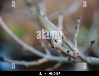 Ash tree buds Stock Photo - Alamy