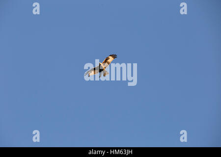 Red kites in action at Harewood House, Leeds Stock Photo - Alamy