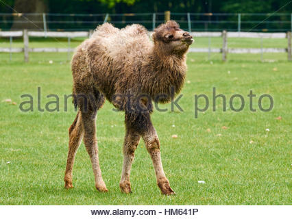 Bactrian camels Camelus ferus bactrianus Inner Mongolian Autonomous ...