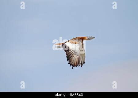Big male Great Bustard (Otis tarda) in flight over Lagunas de ...
