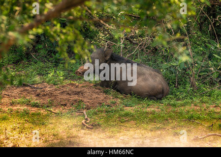 Sri Lankan Wild Boar (Sus scrofa affinis, Sus affinis), standing in ...