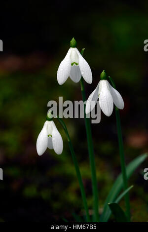 Galanthus Castlegar,irish snowdrop,irish snowdrops,white flowers,flower ...