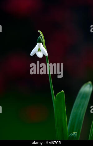 Galanthus elwesii hiemalis barnes group, snowdrop,white flowers,flower ...
