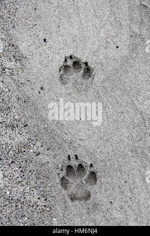 Canis mesomelas, Print, The black-backed jackal (Canis mesomelas) is a ...